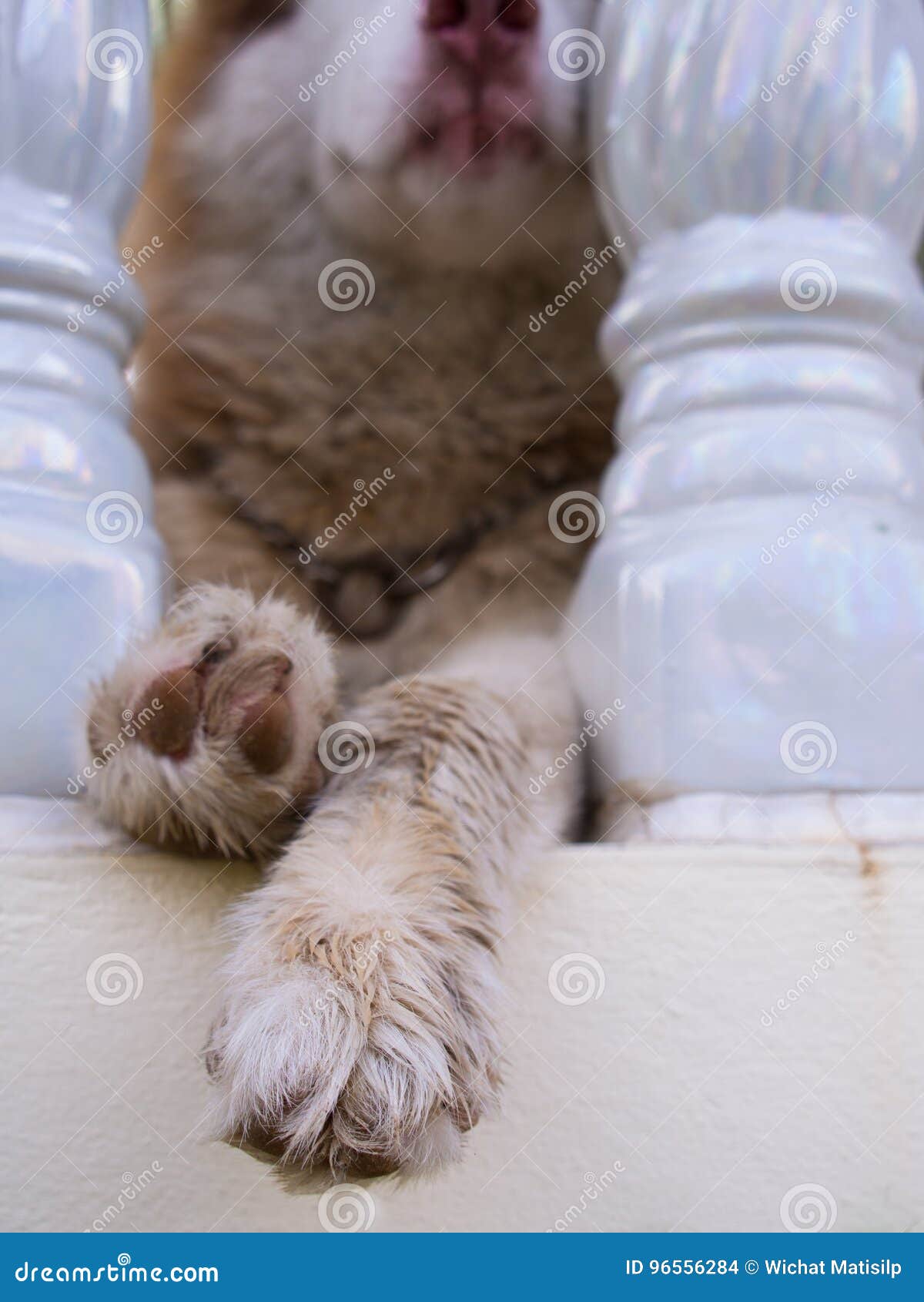 Two Legs of Siberian Husky Hanging Stock Photo - Image of canine ...