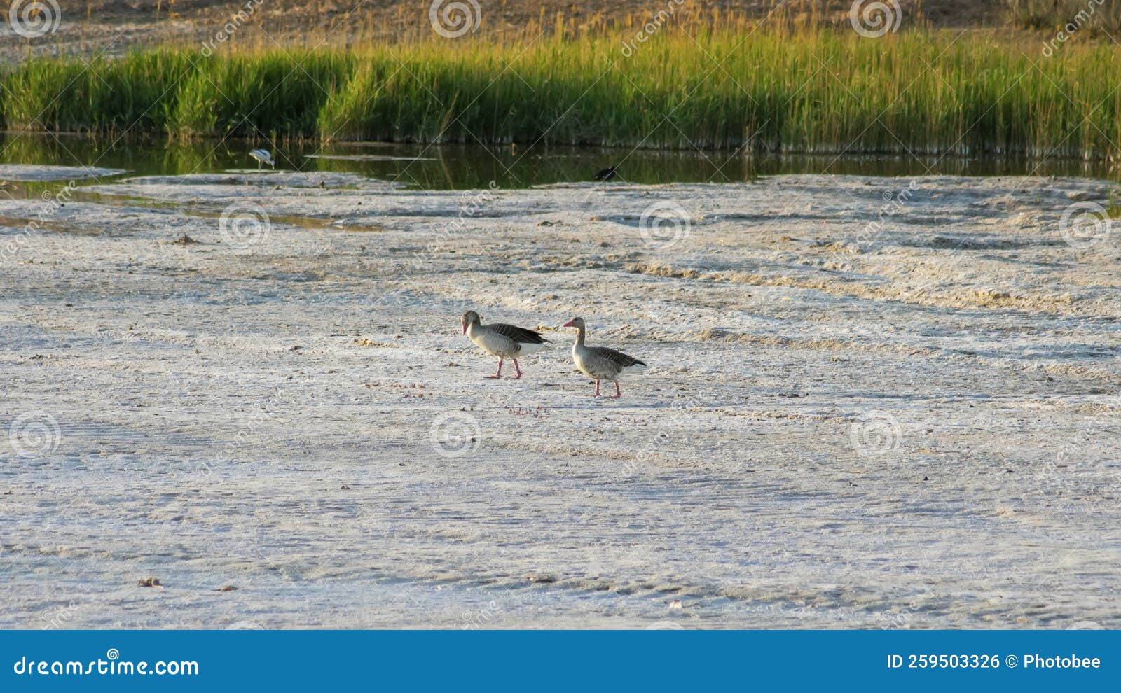 Two leisurely wild geese stock photo. Image of aquatic - 259503326