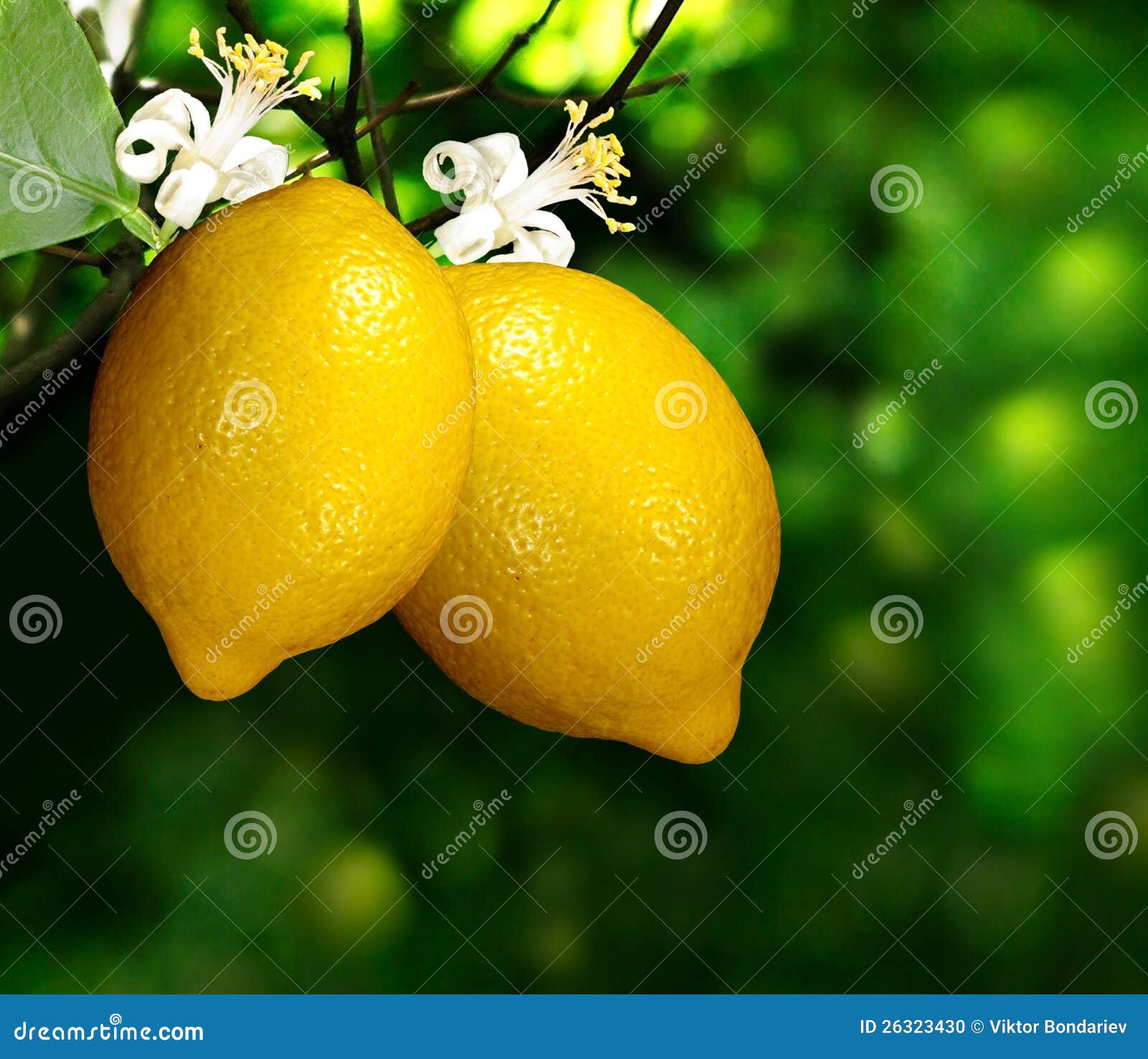 Two lemon on a branch stock photo. Image of eating, climate - 26323430