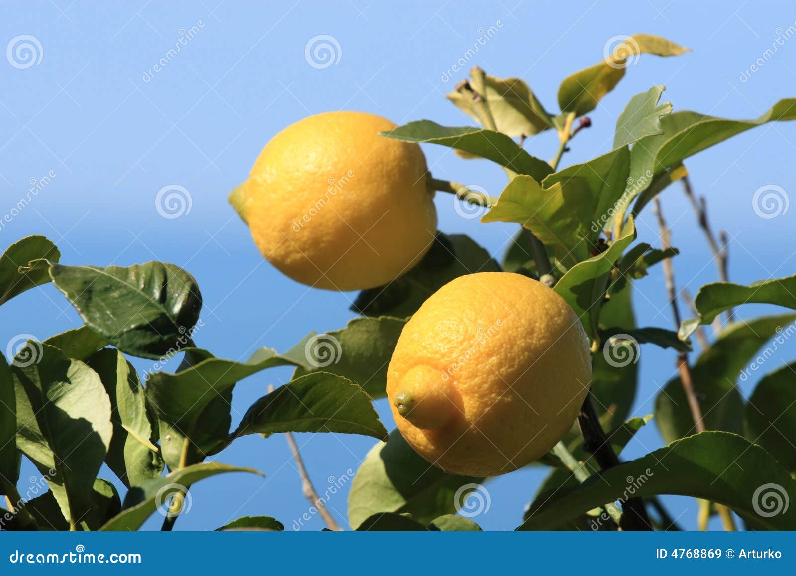Two lemons stock image. Image of tree, closeup, farm, leaf - 4768869
