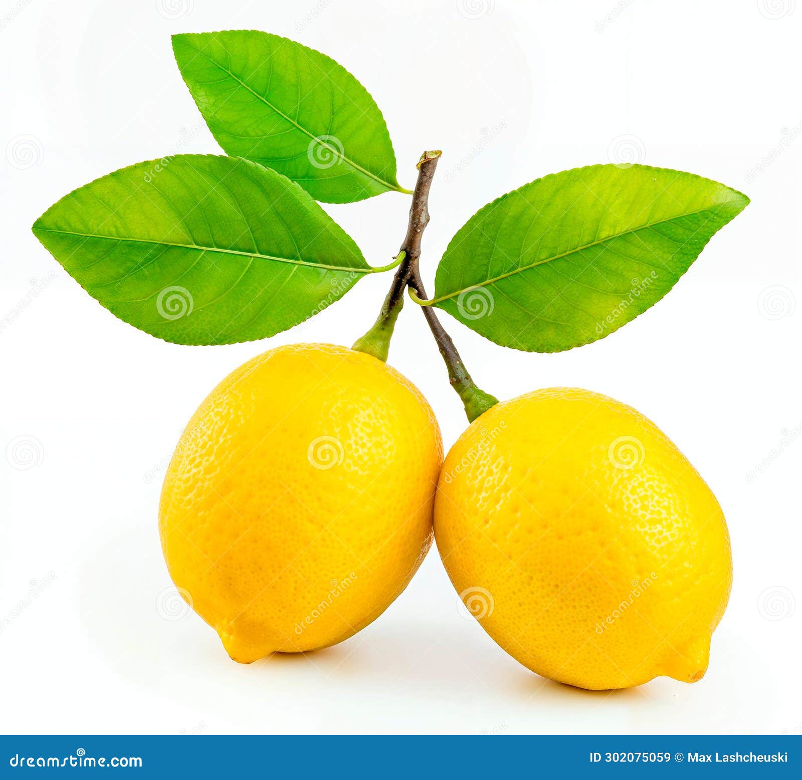 Two Lemons on Branch Isolated on White Background Stock Image - Image ...