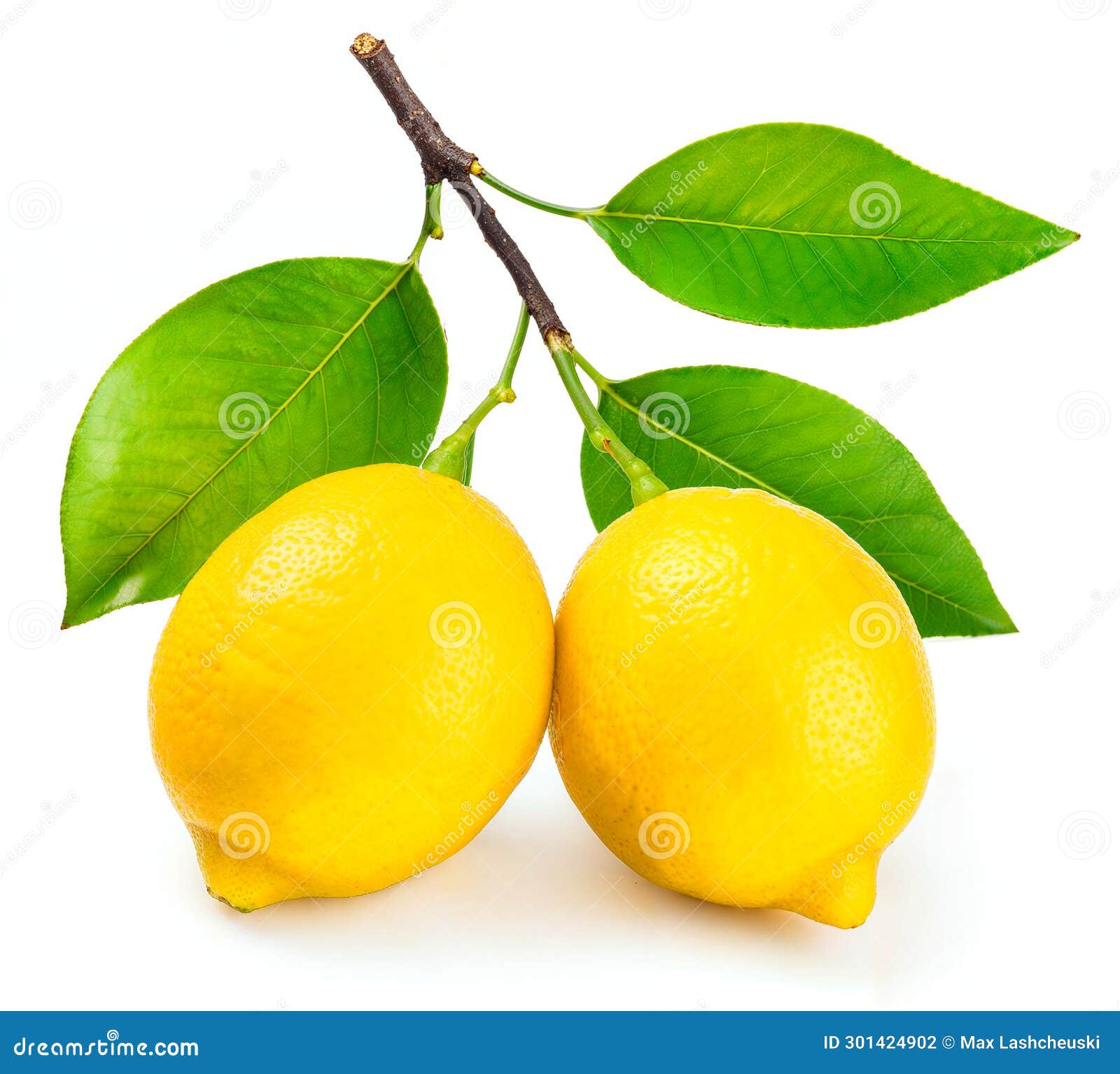 Two Lemons on Branch Isolated on White Background Stock Photo - Image ...