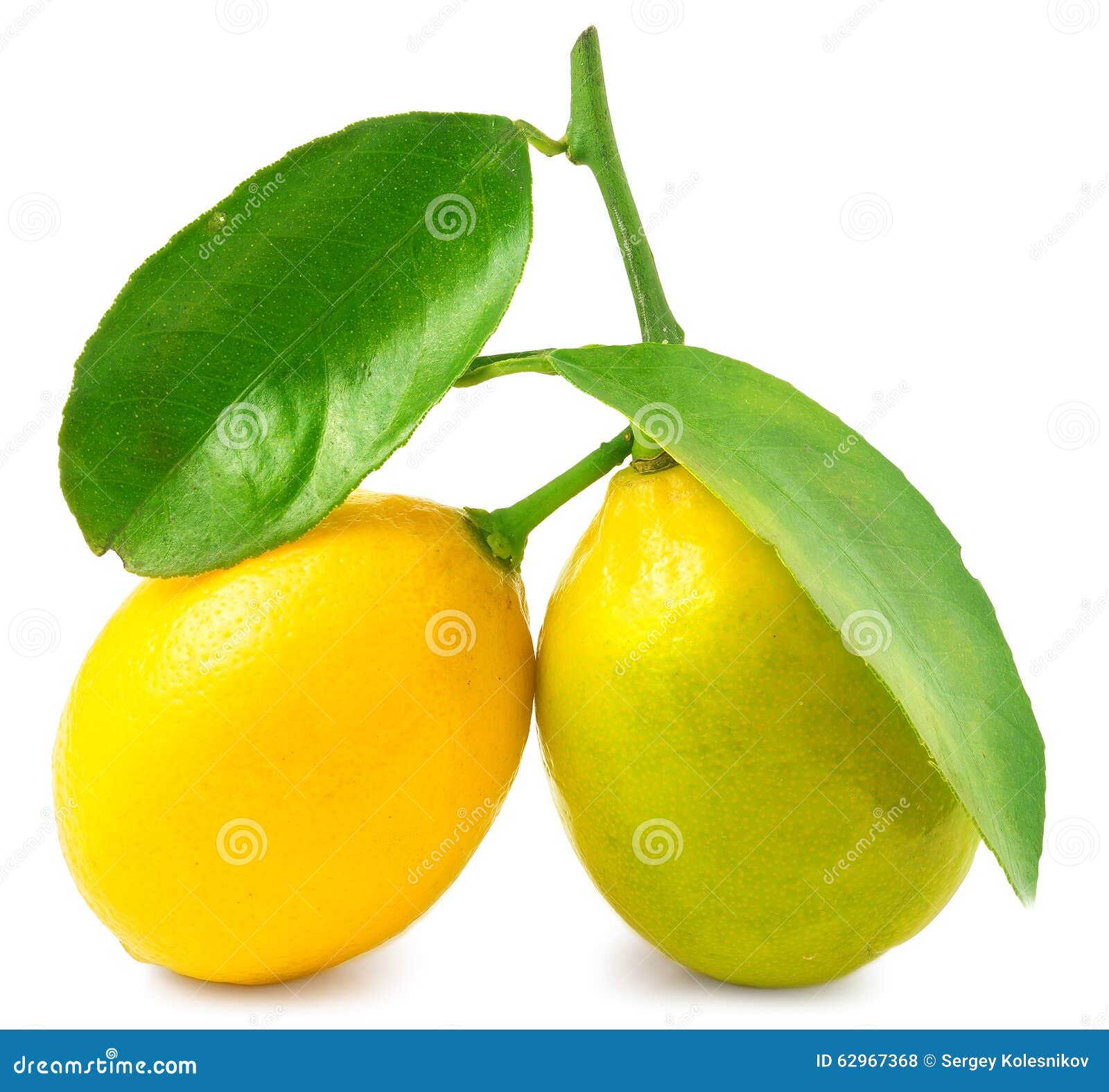 Two lemons with leaf stock photo. Image of food, juicy - 62967368