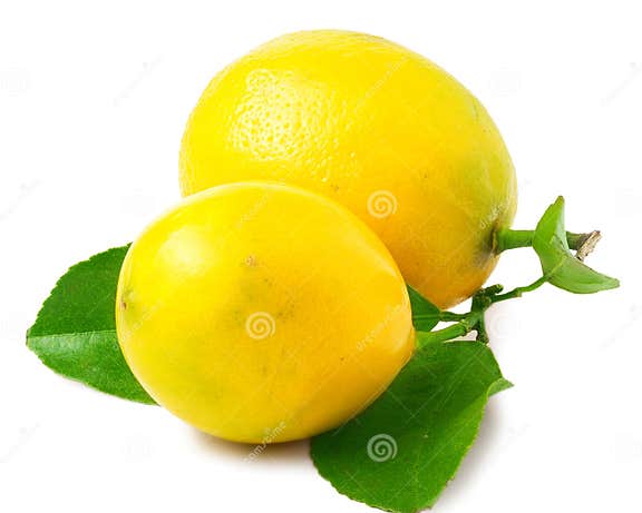 Two lemons with leaf stock image. Image of acid, nutrition - 63010549
