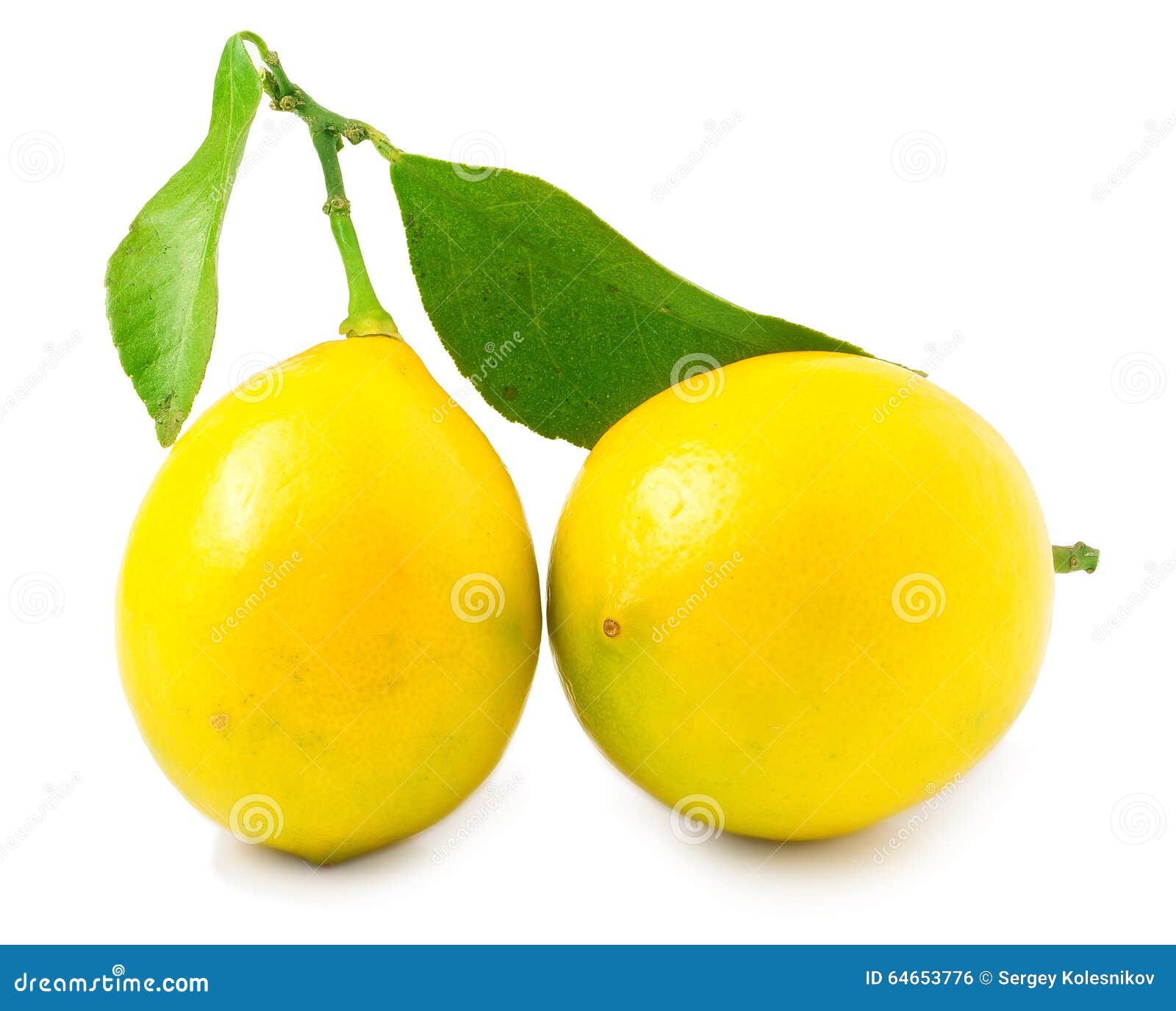 Two lemons with leaf stock photo. Image of organic, citrus - 64653776