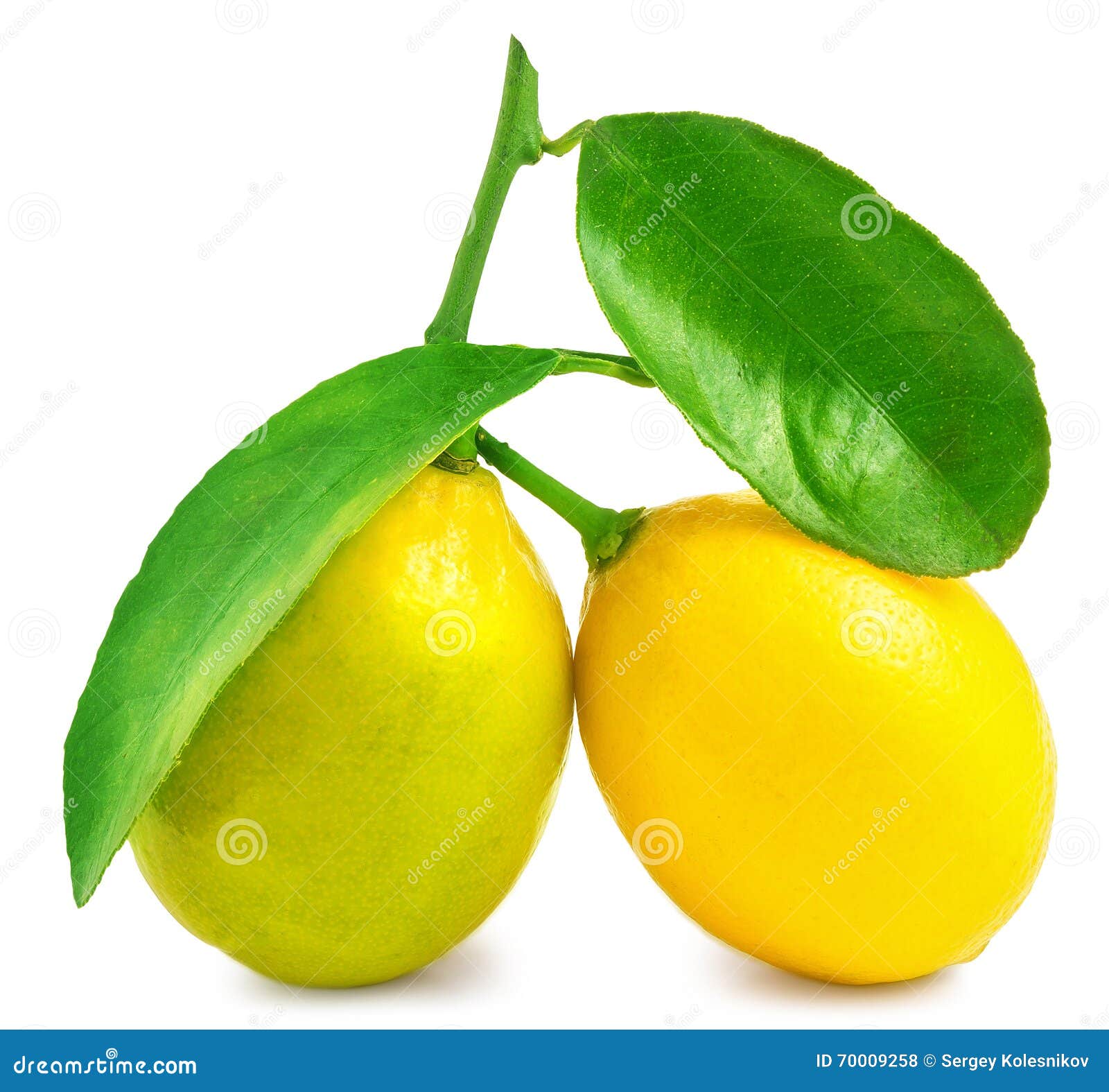 Two lemons with leaf stock photo. Image of natural, nutrition - 70009258
