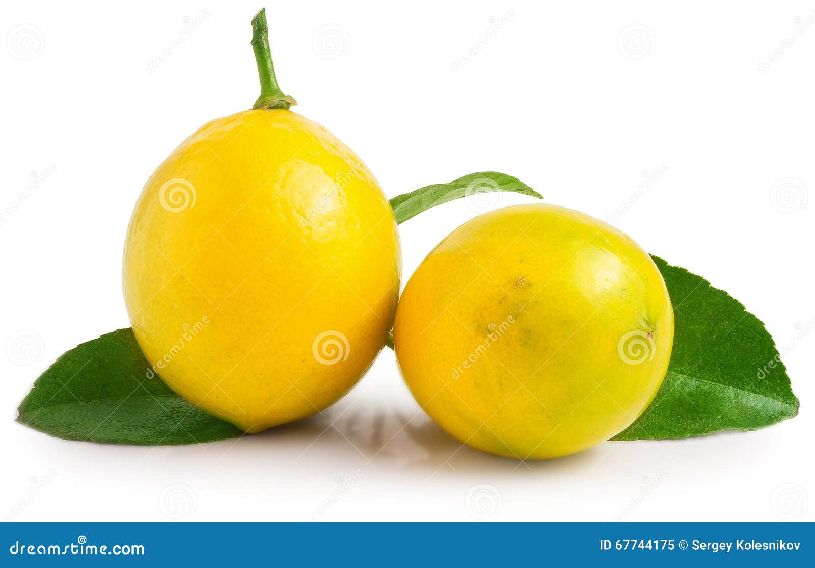 Two lemons with leaf stock image. Image of healthy, color - 67744175