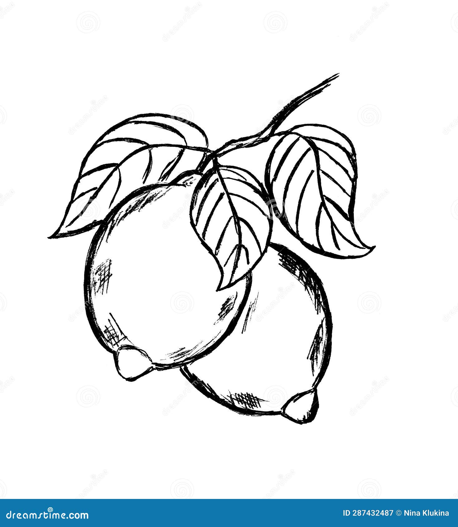 Two Lemons with Leaves on a Branch Stock Illustration - Illustration of ...