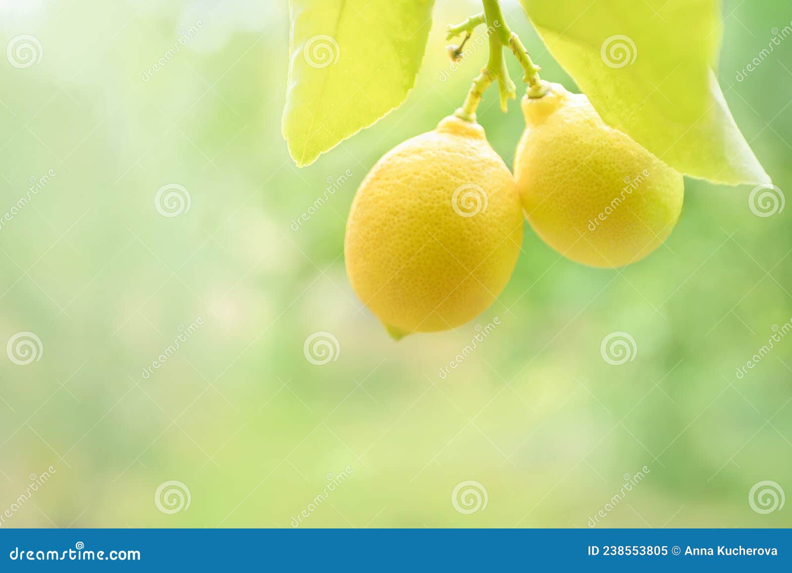 Two Lemons on a Tree Branch Close Up Stock Image - Image of copy, lemon ...