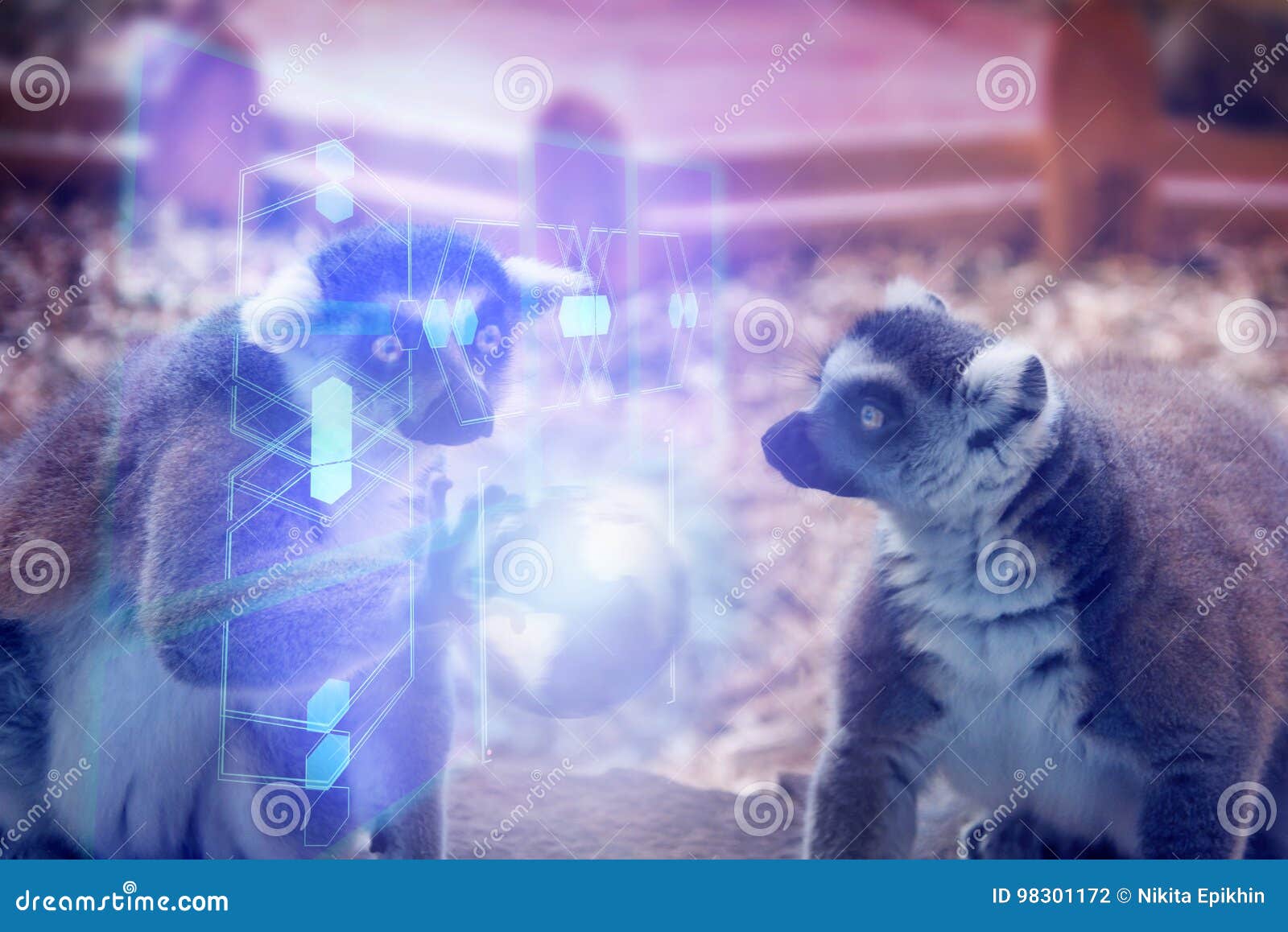 Two lemurs aliens stock photo. Image of cute, madagascar - 98301172