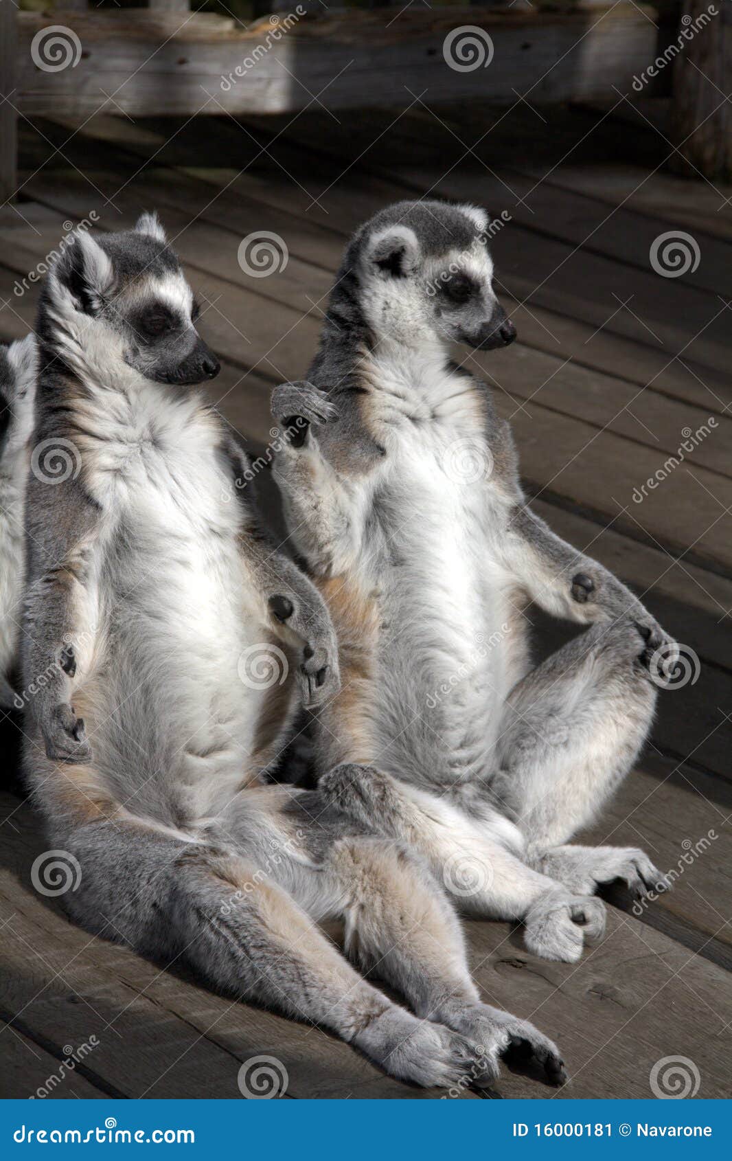 Two Lemurs sitting stock image. Image of animal, black - 16000181