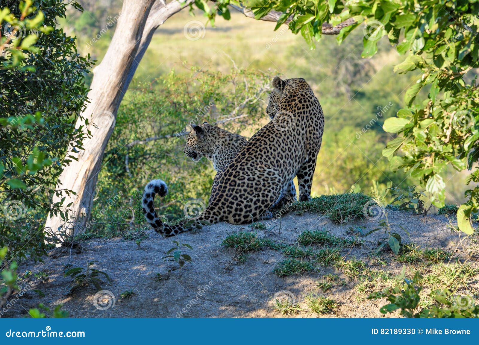 Two Leopard Closeup Bookends Stock Photo - Image of bushveld, leopard ...