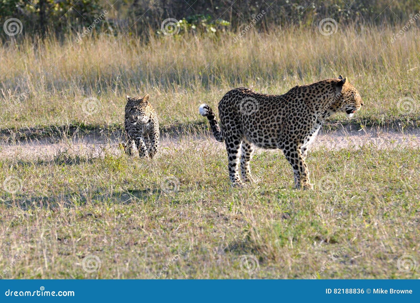 Two Leopard closeup stock photo. Image of large, family - 82188836