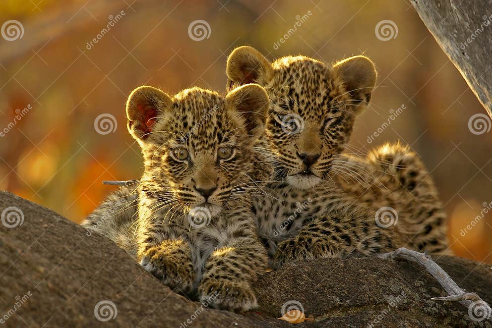 Two Leopard cubs stock image. Image of africa, cats, feline - 7135561