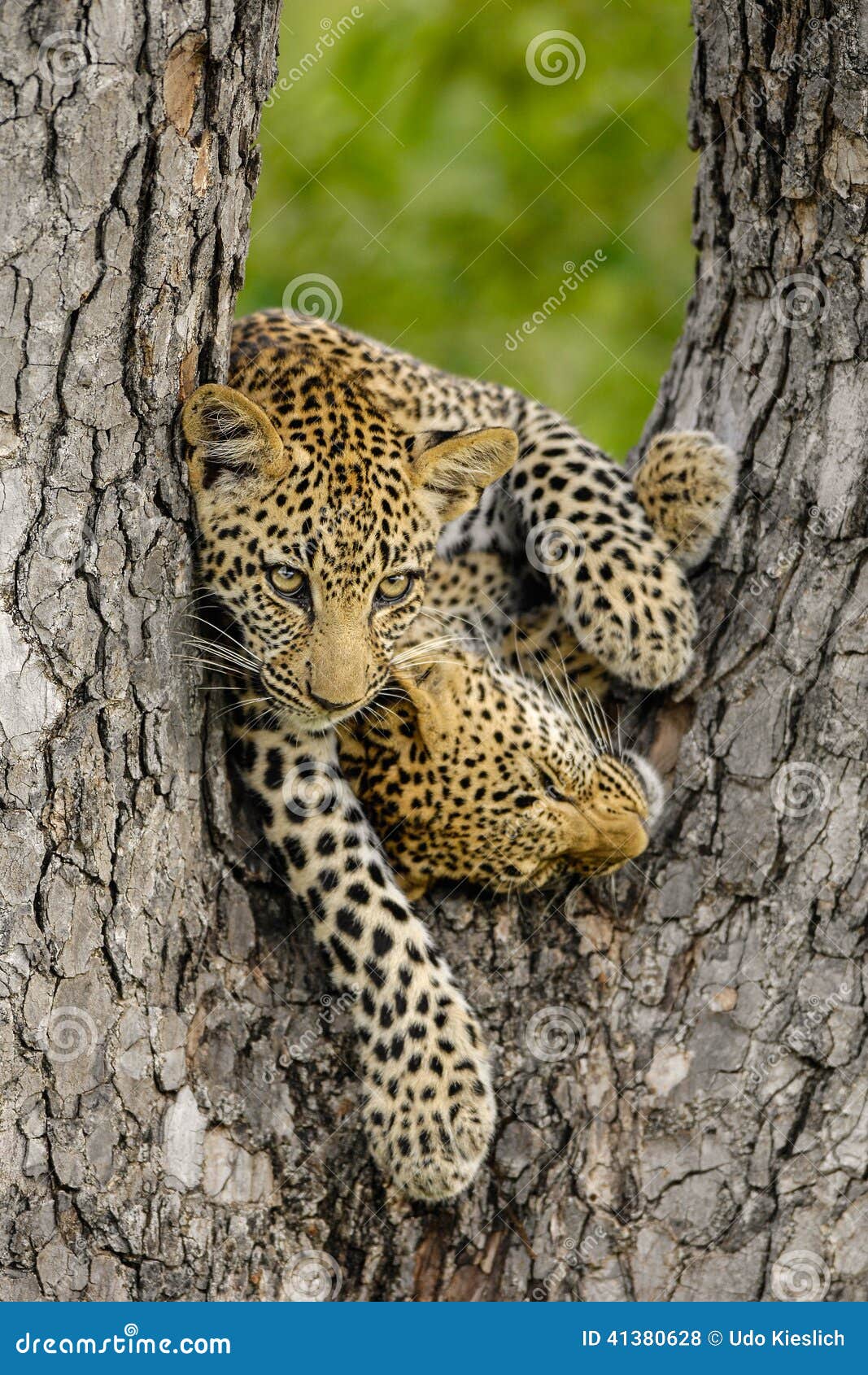Two Leopard cubs stock photo. Image of carnivore, spots - 41380628