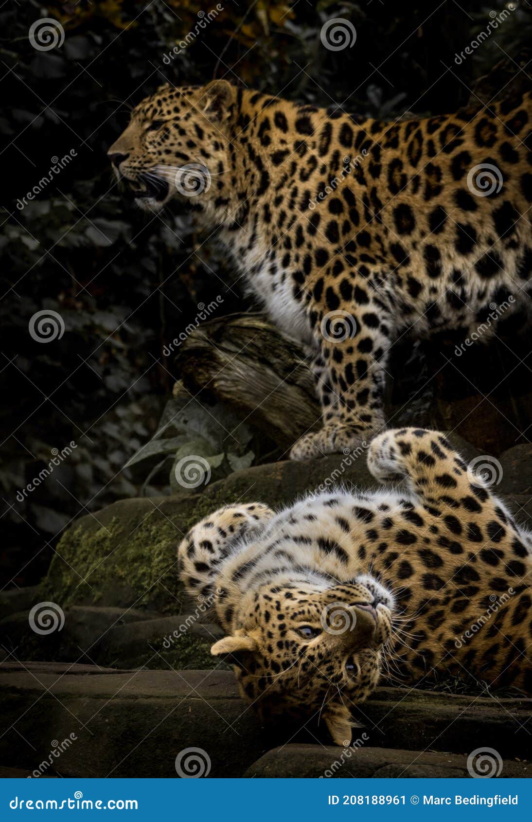 Two leopard stock image. Image of endangered, leopards - 208188961
