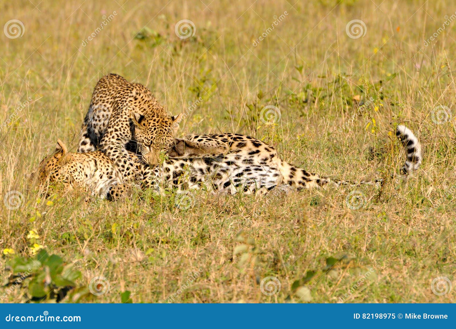 Two Leopard Playing stock image. Image of kruger, spots - 82198975