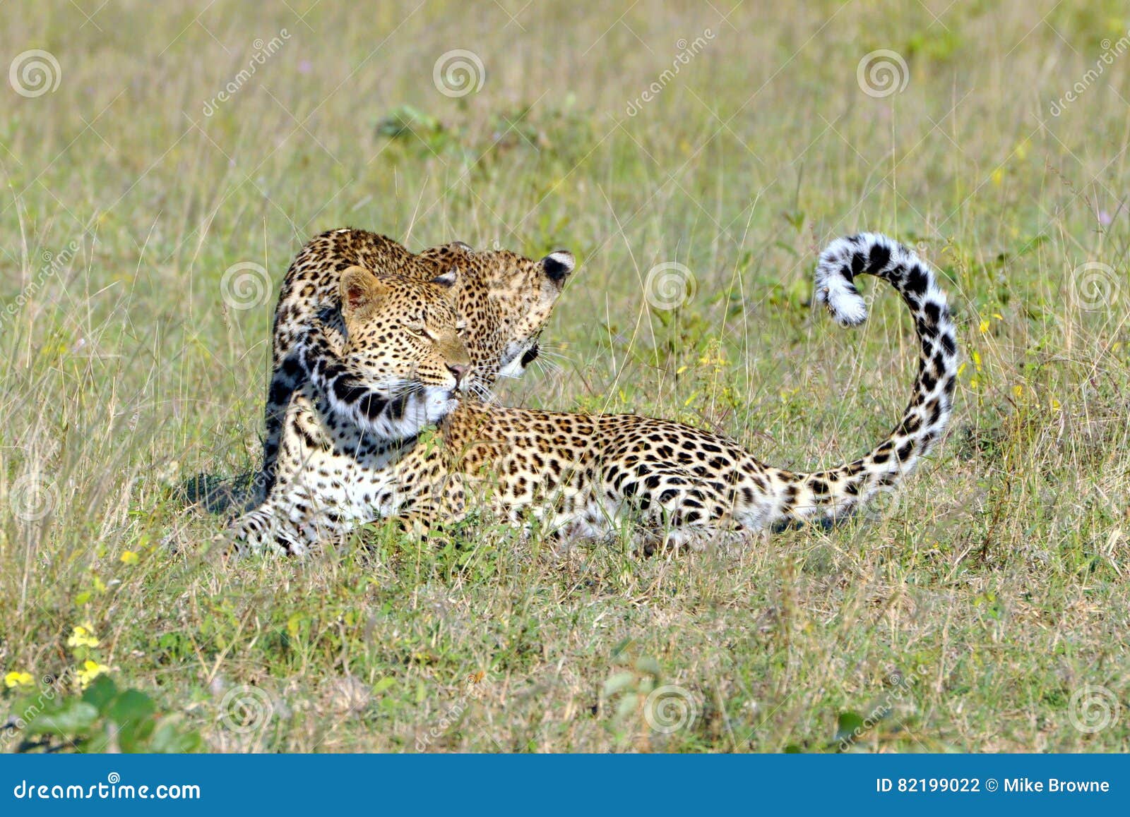 Two Leopard Playing stock photo. Image of fast, africa - 82199022