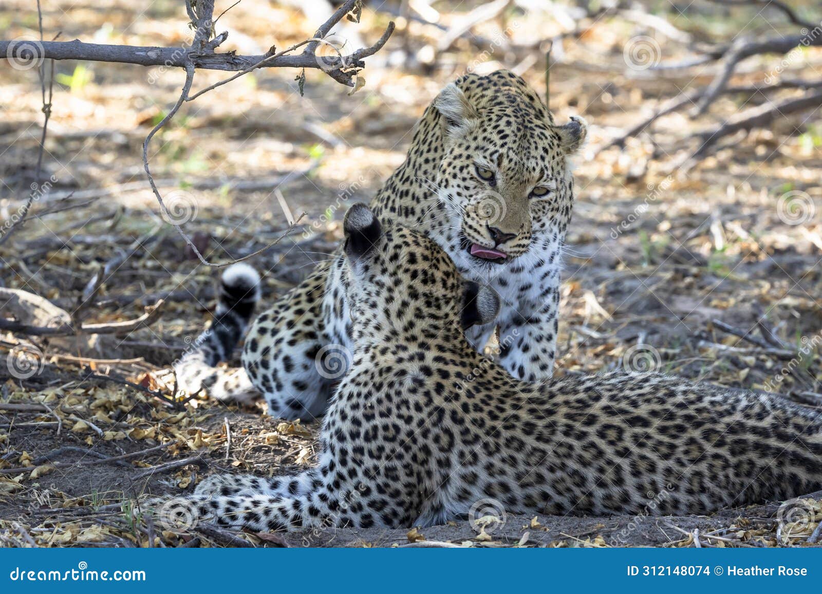 Mating Leopards Royalty-Free Stock Photography | CartoonDealer.com #7692551