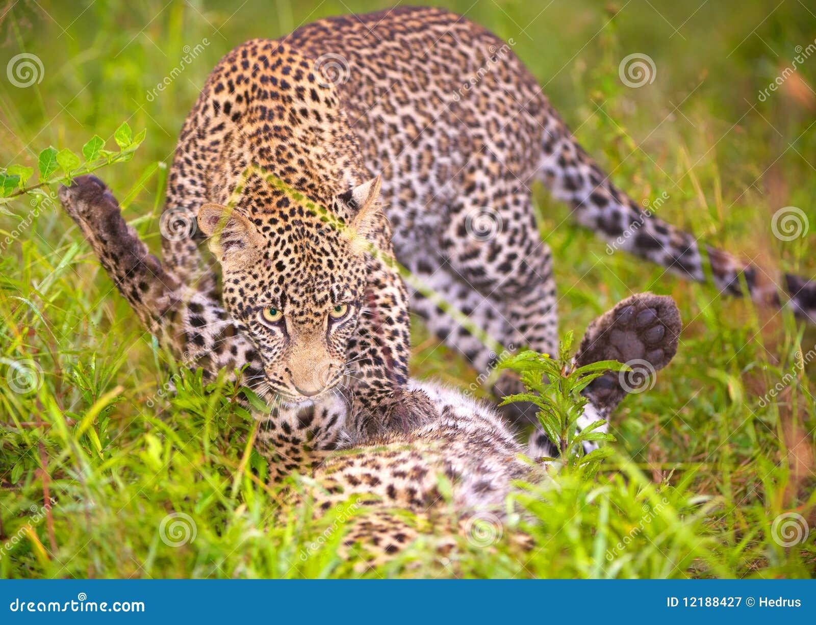 Two Leopards Playing in Savannah Stock Image - Image of predator ...