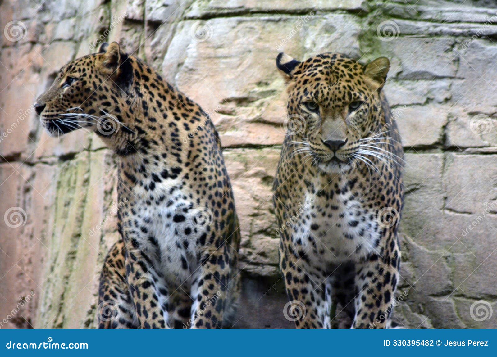 Two Leopards Seated Together Stock Photo - Image of wildlife, portrait ...