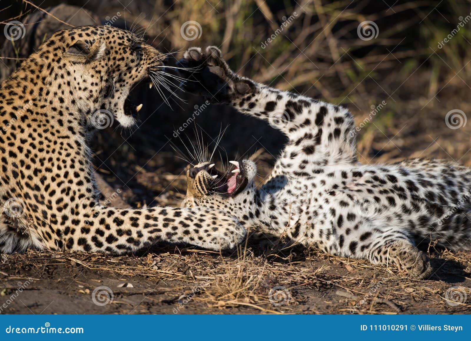 Two leopards squabbling stock image. Image of fight - 111010291