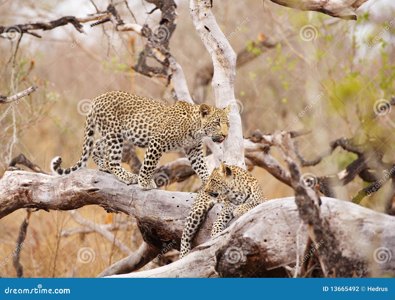 Two Leopards Standing on the Tree Stock Photo - Image of leaf, natural ...
