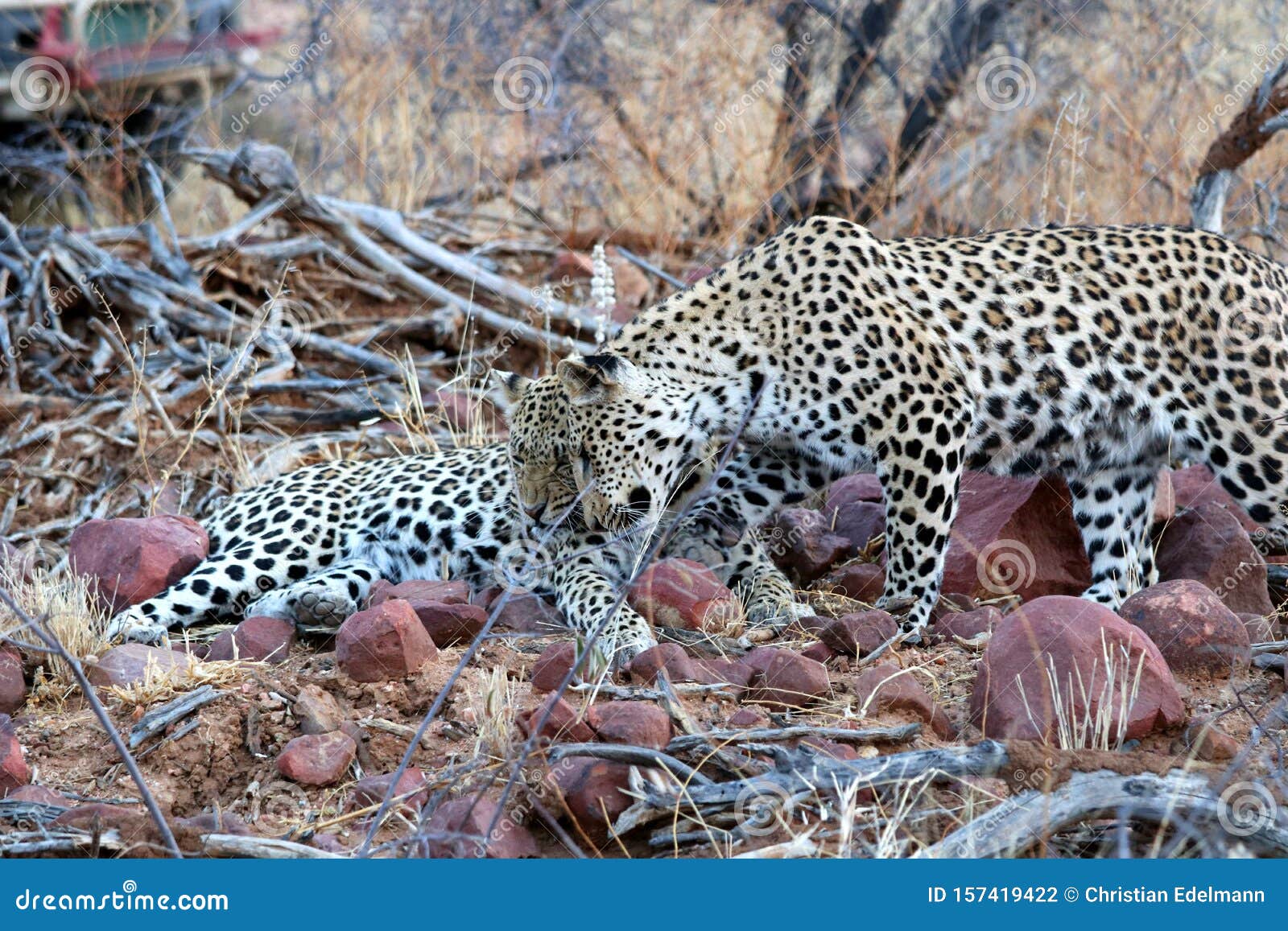 Two Leopards in the Steppe - Namibia Africa Stock Photo - Image of ...