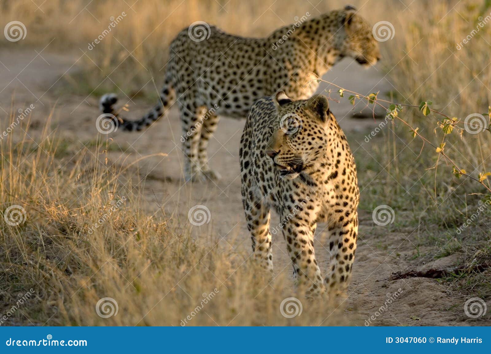Two Leopards Walking stock photo. Image of camp, strength - 3047060