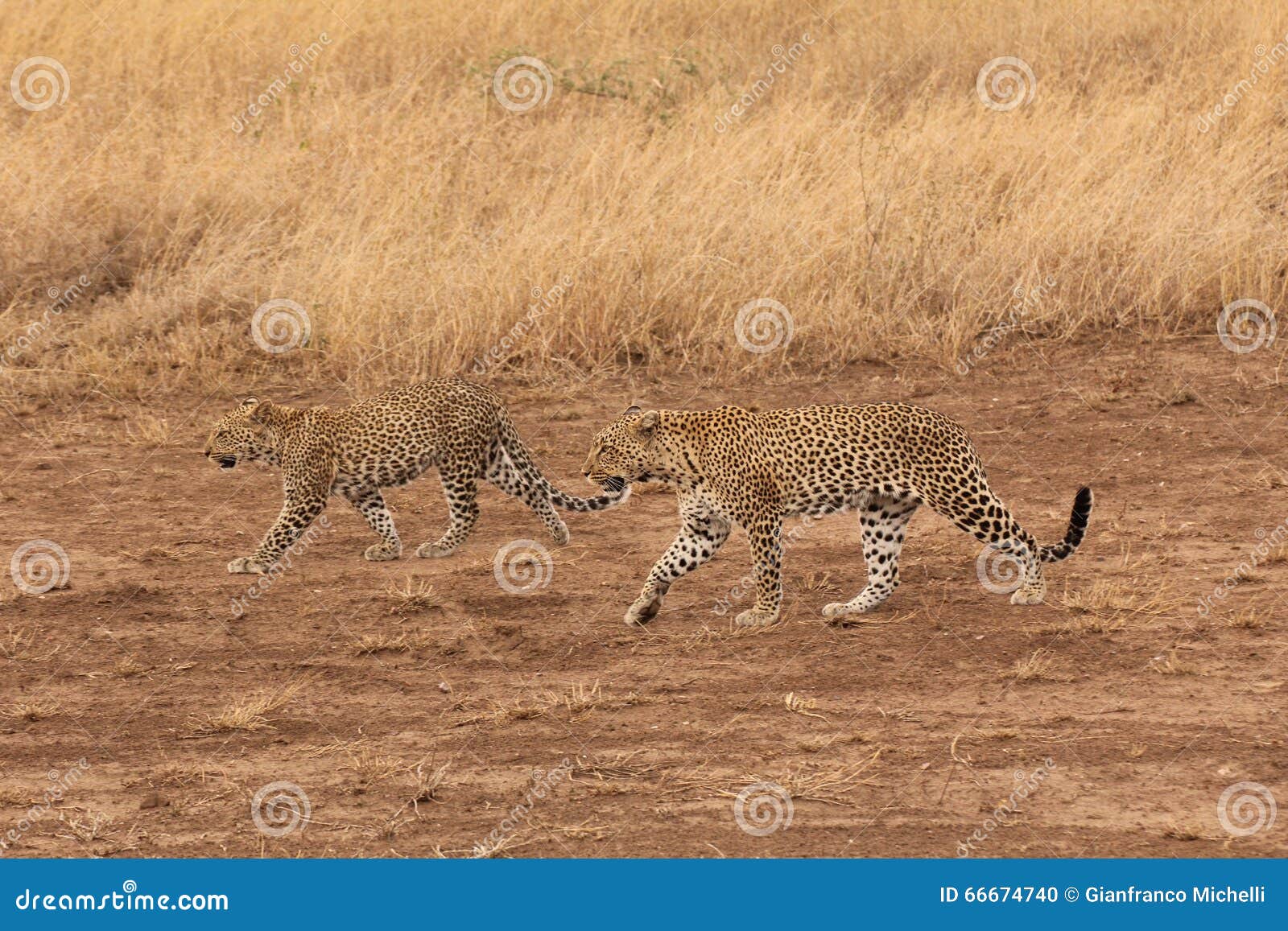 Two Leopards Walking in the Savannah Stock Photo - Image of feeding, kenya: 66674740