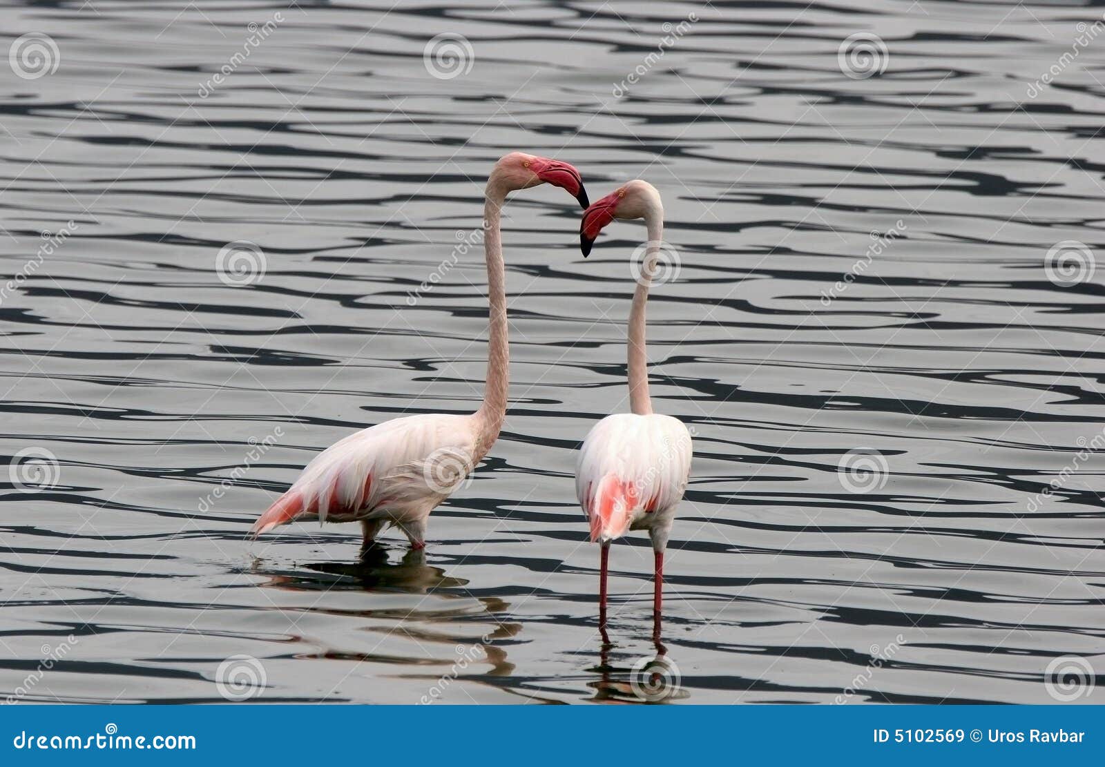 Two Lesser Flamingos stock image. Image of lake, colorful - 5102569
