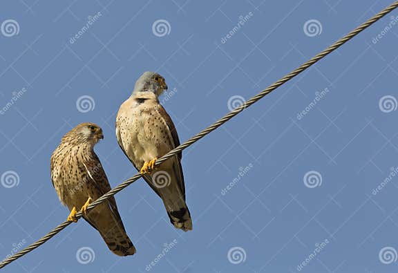 Lesser Kestrels Looking at Same Direction Stock Image - Image of beak ...