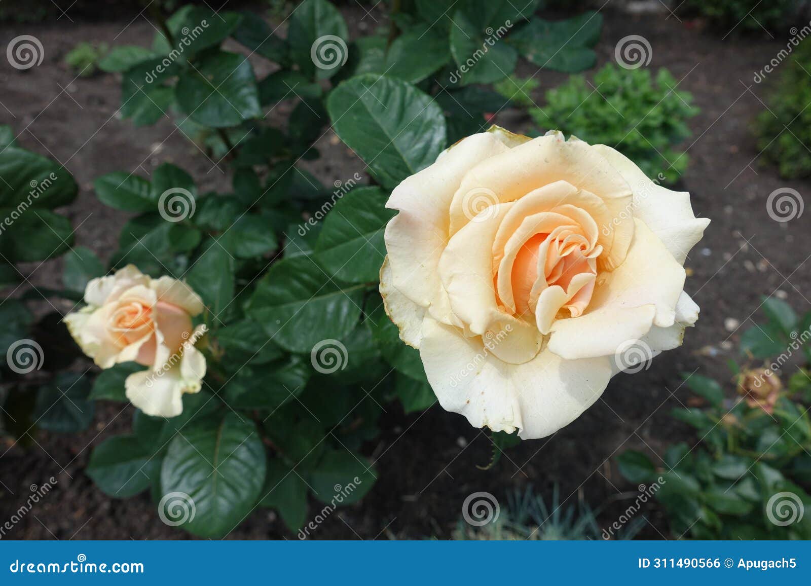 Two Beige Flowers of Roses in June Stock Photo - Image of shrub, rosa ...