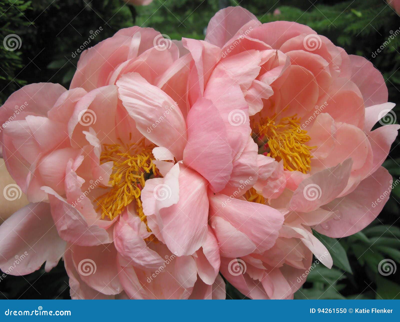 Two light pink peonies stock photo. Image of peony, fresh - 94261550