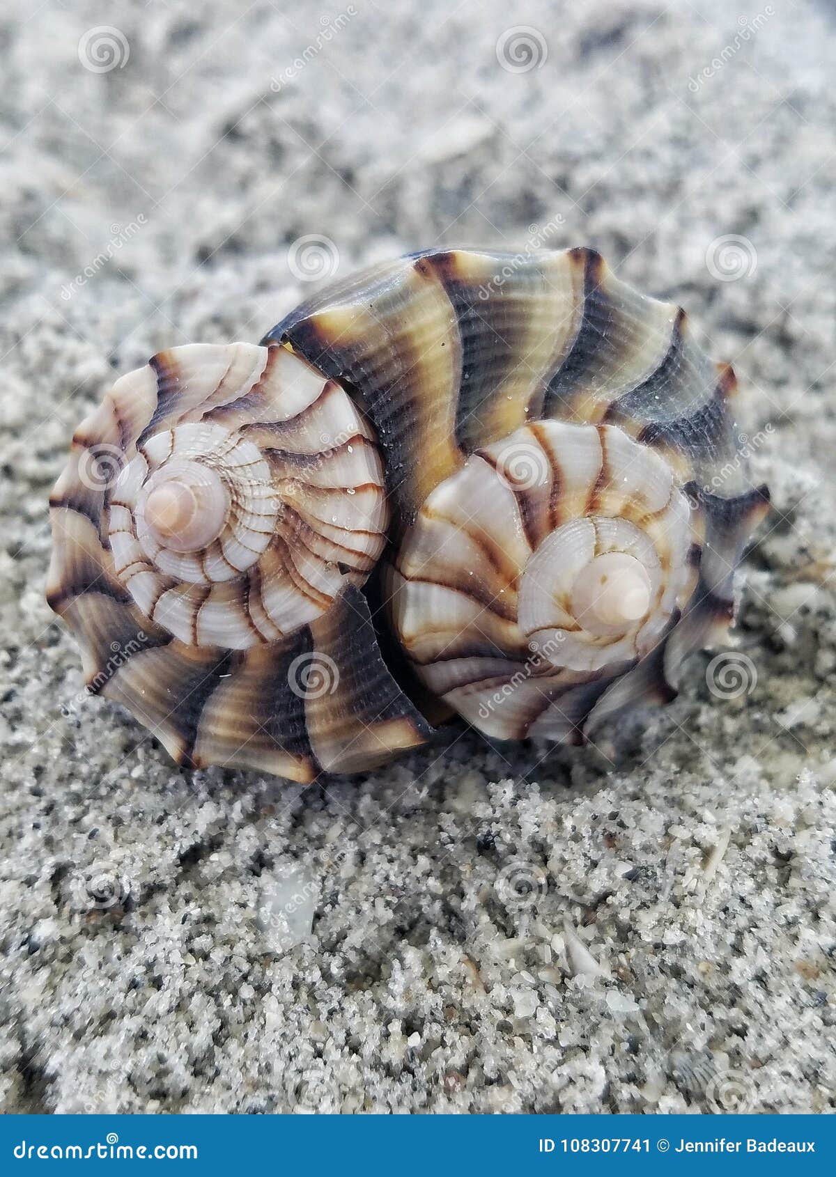 Close-up View of Two Lightning Whelk Shells. Stock Image - Image of ...