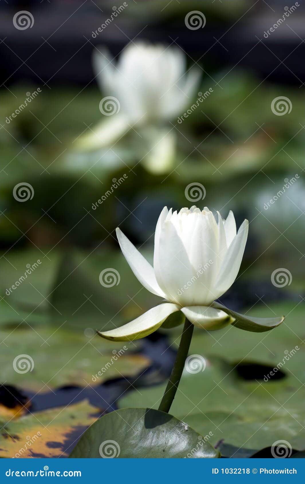 Two lilies stock photo. Image of bloom, blooms, nature - 1032218