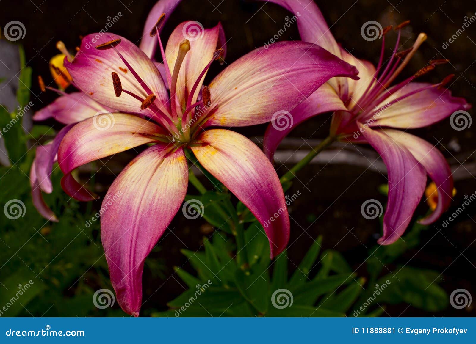 Two lilies stock image. Image of flower, closeup, petal - 11888881