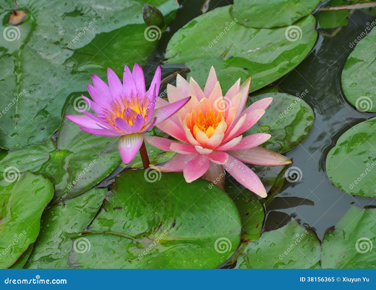 Two lilies stock image. Image of blossom, veins, nobility - 38156365
