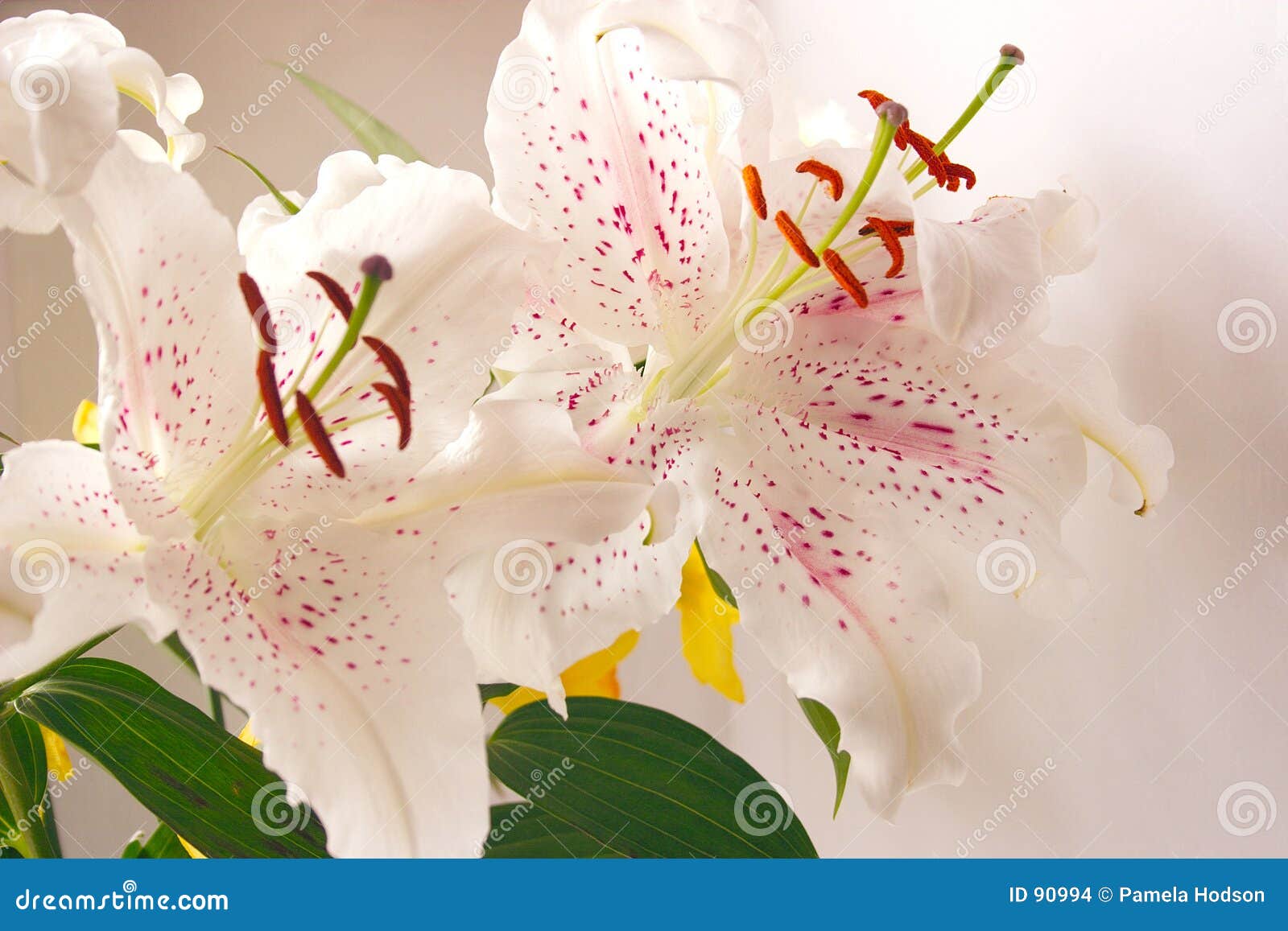 Two lilies stock photo. Image of white, macro, close, texture - 90994