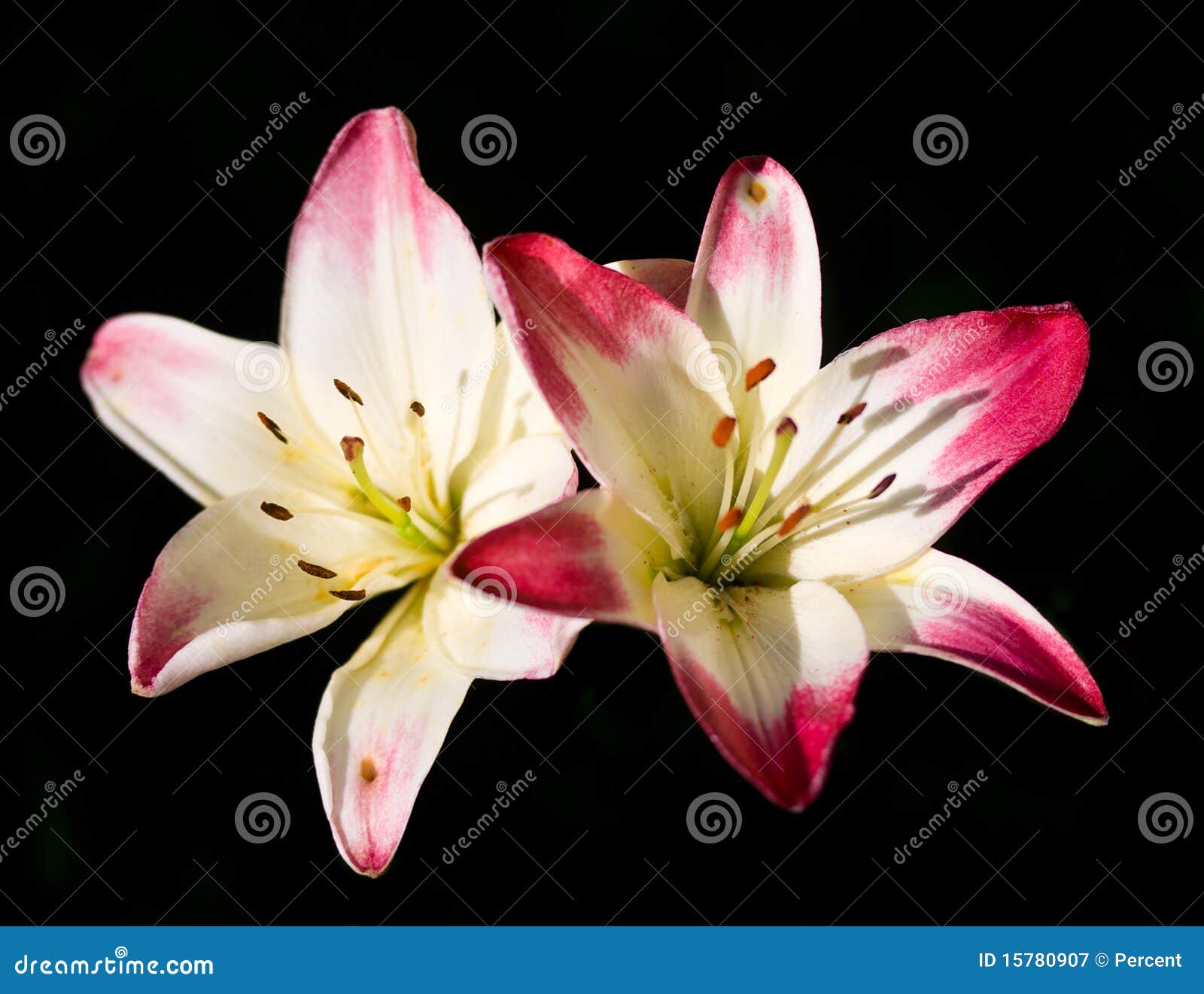 Two lilies on black stock image. Image of pattern, pollen - 15780907