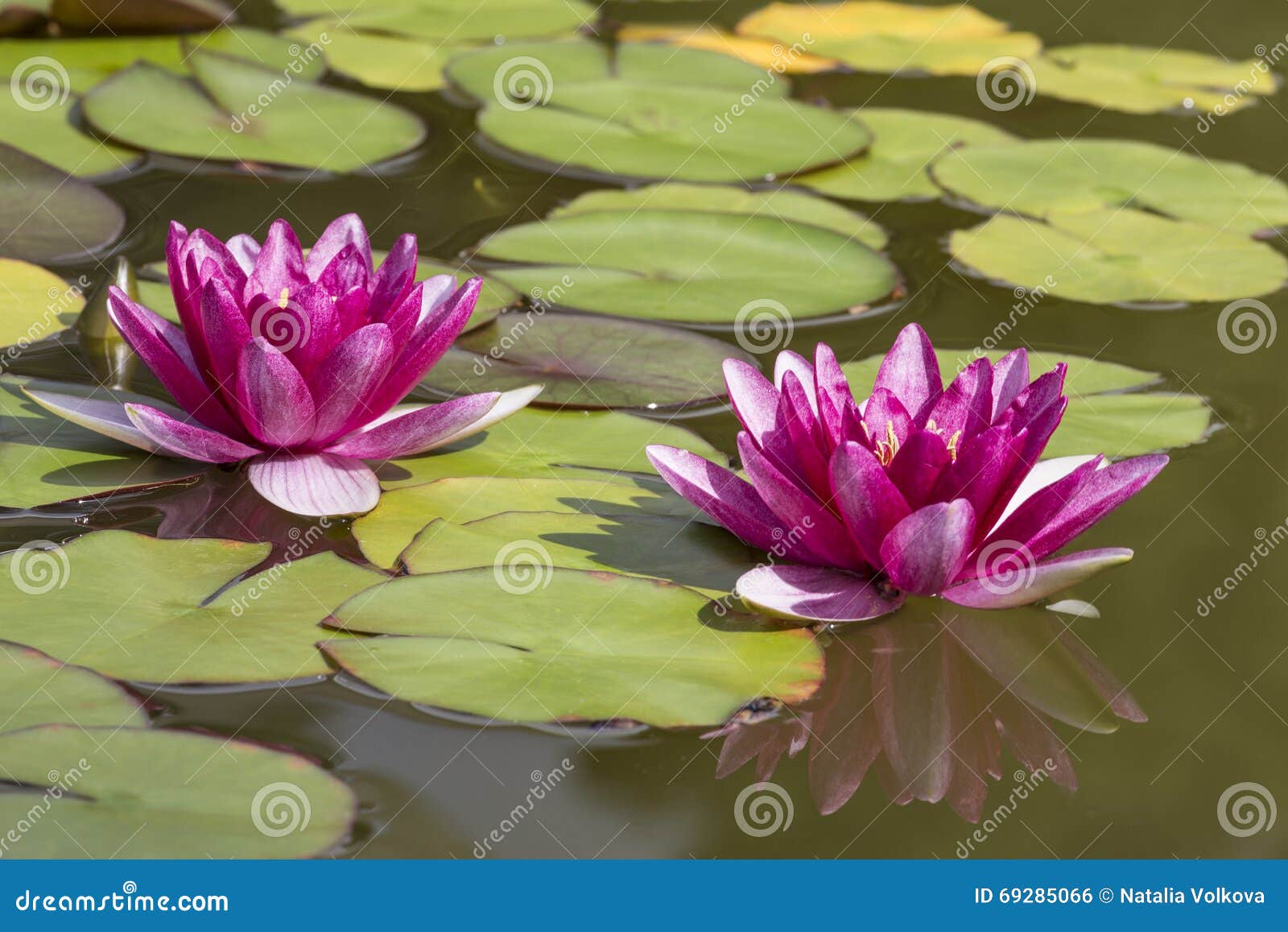 Two Lilies or Nymphs in a Pond Stock Photo - Image of nenuphar ...