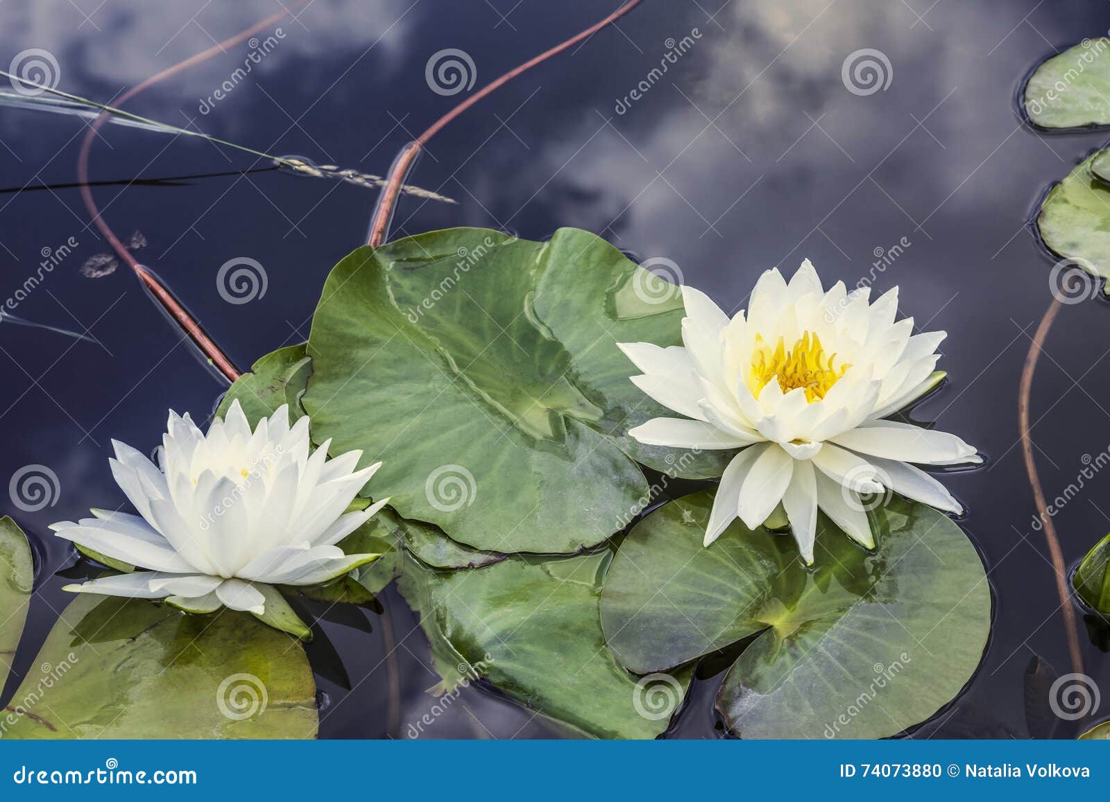Two Lilies or Nymphs in a Pond Stock Photo - Image of horizontal ...