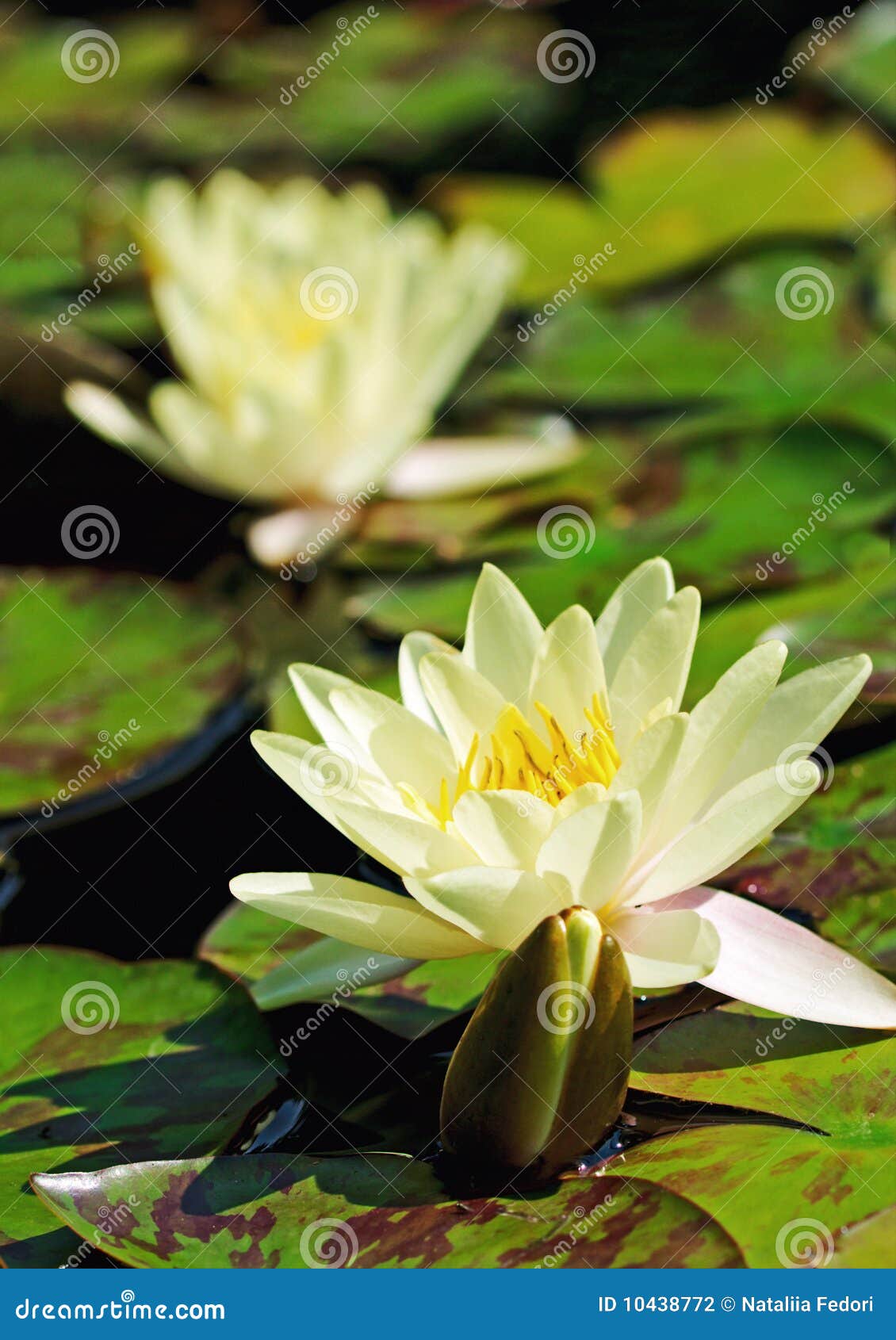 Two Lilies on Water Surface Stock Photo - Image of unspoilt, close ...