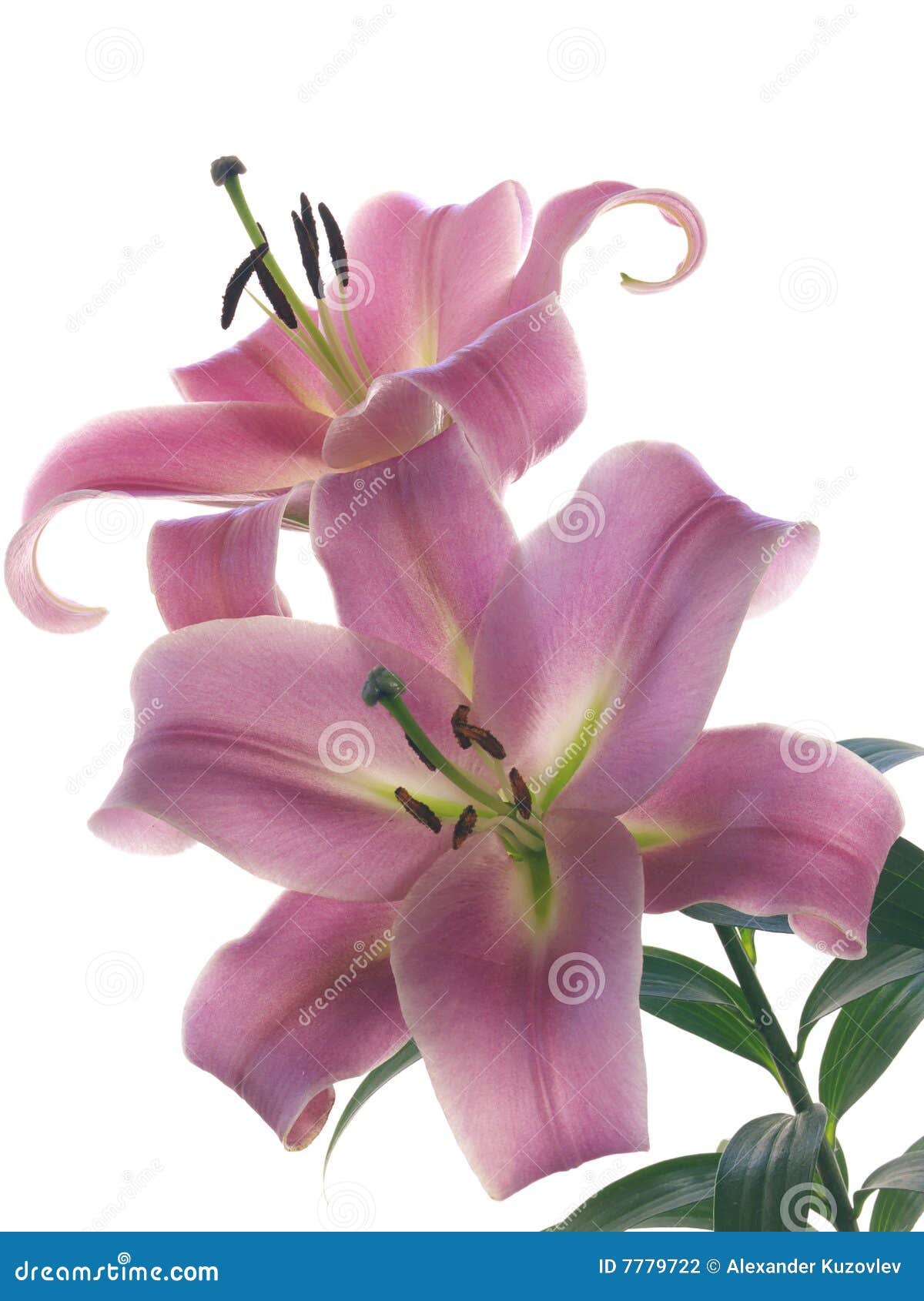 Two lilies on white stock photo. Image of looking, melting - 7779722