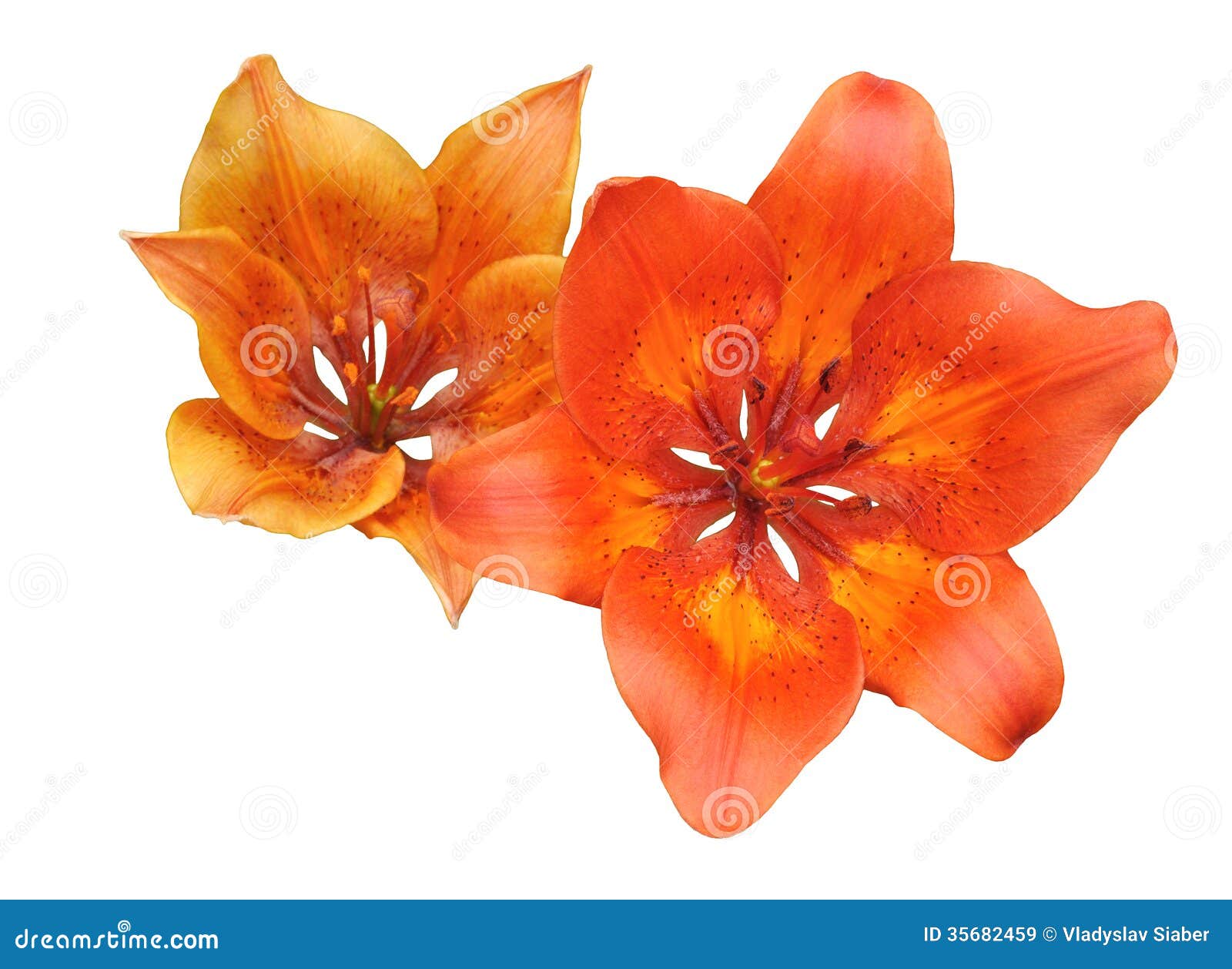 Two lily flower stock image. Image of summer, beauty - 35682459