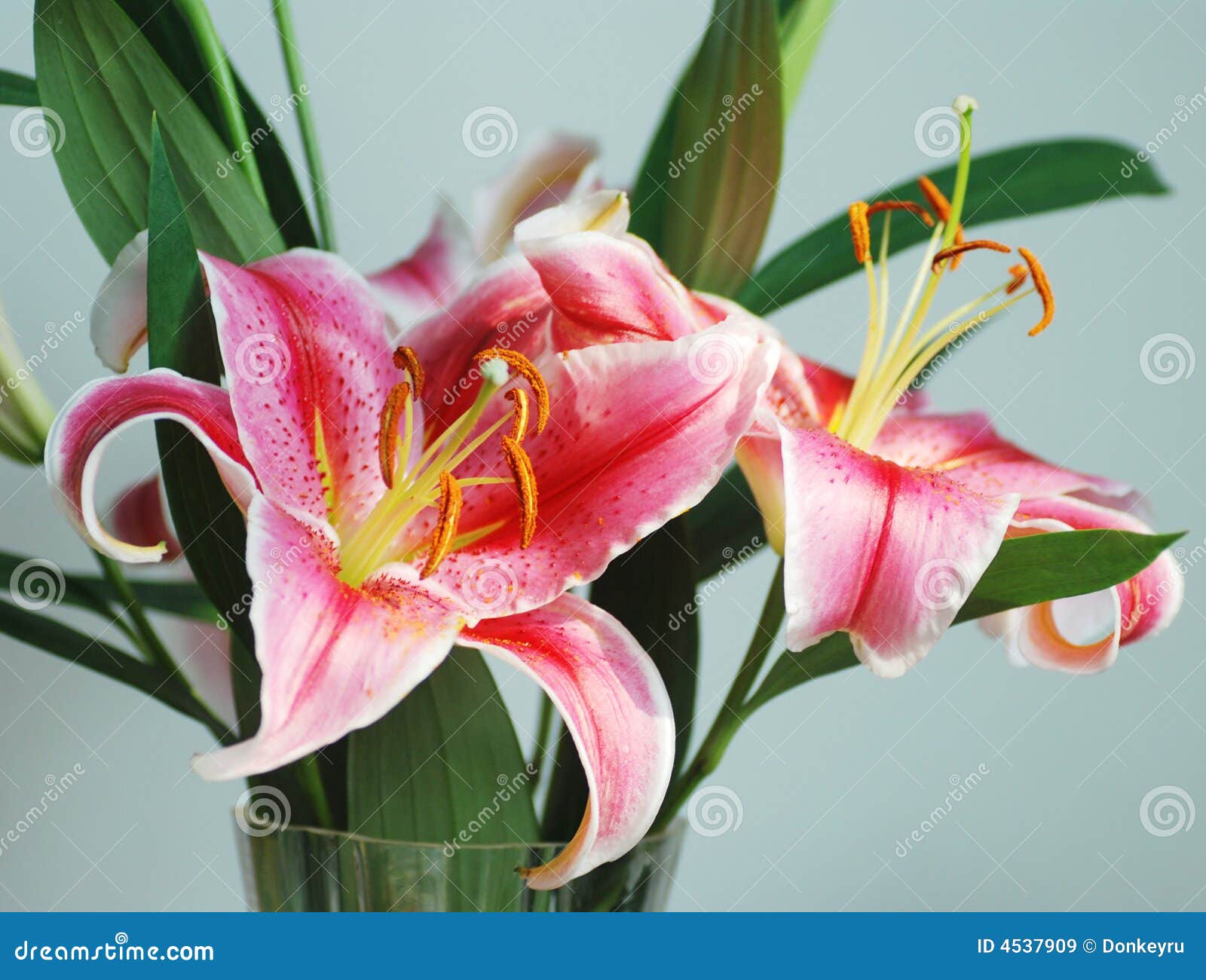 Two Lily Flowers with Leaves Stock Image - Image of beautiful, blur ...
