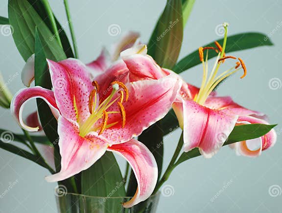 Two Lily Flowers with Leaves Stock Image - Image of beautiful, blur ...