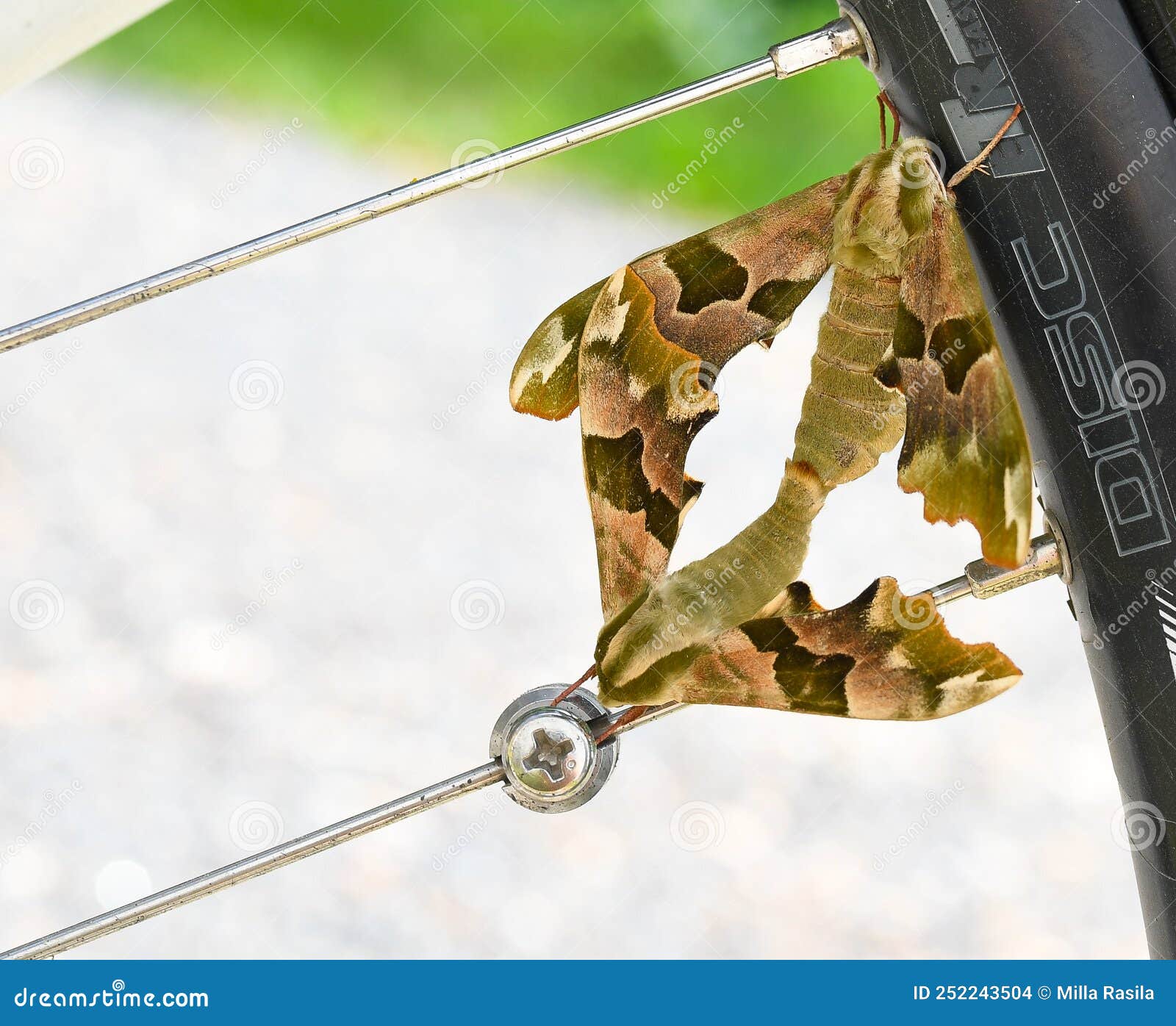 Two Lime Hawk Moths Mating on Bicycle Rim Stock Photo - Image of brown ...