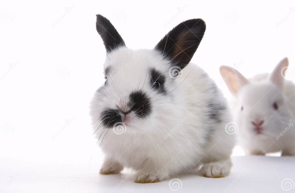 Two in the line stock image. Image of fuzzy, bawtie, funny - 3255281