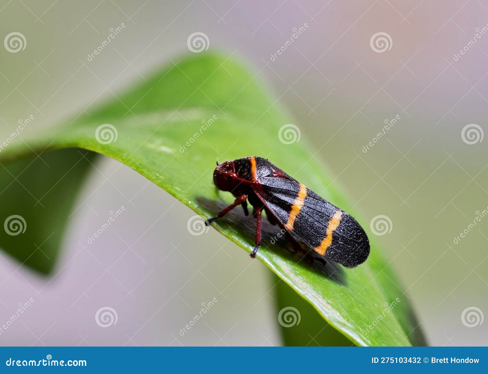Two-Lined Spittlebug (Prosapia Bicincta) on a Leaf. Stock Photo - Image ...